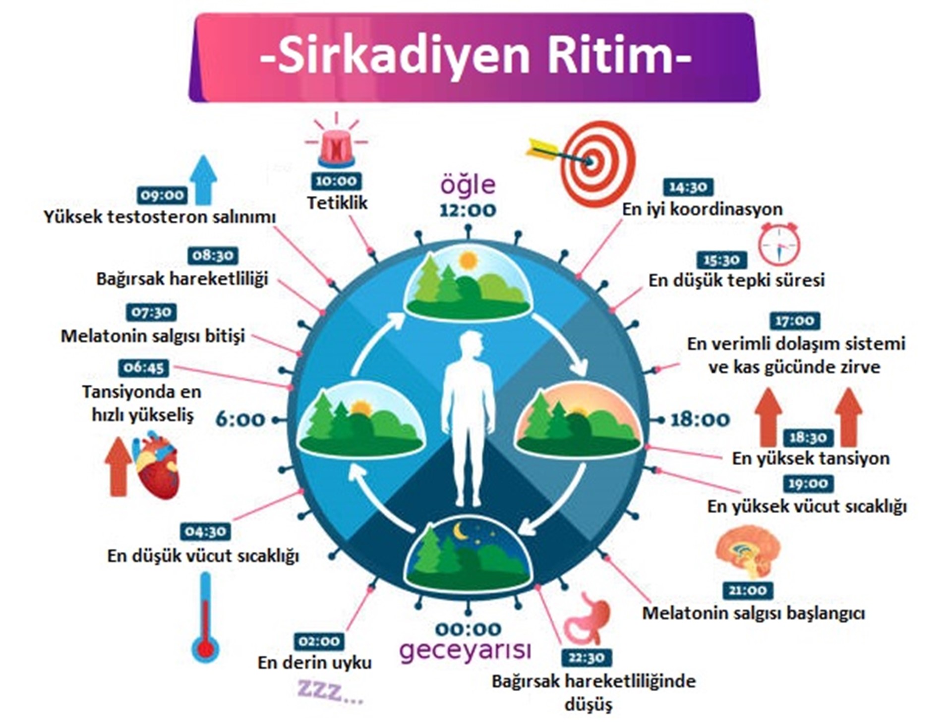 Sirkadiyen Ritim ve Egzersiz – Quadro Athletics